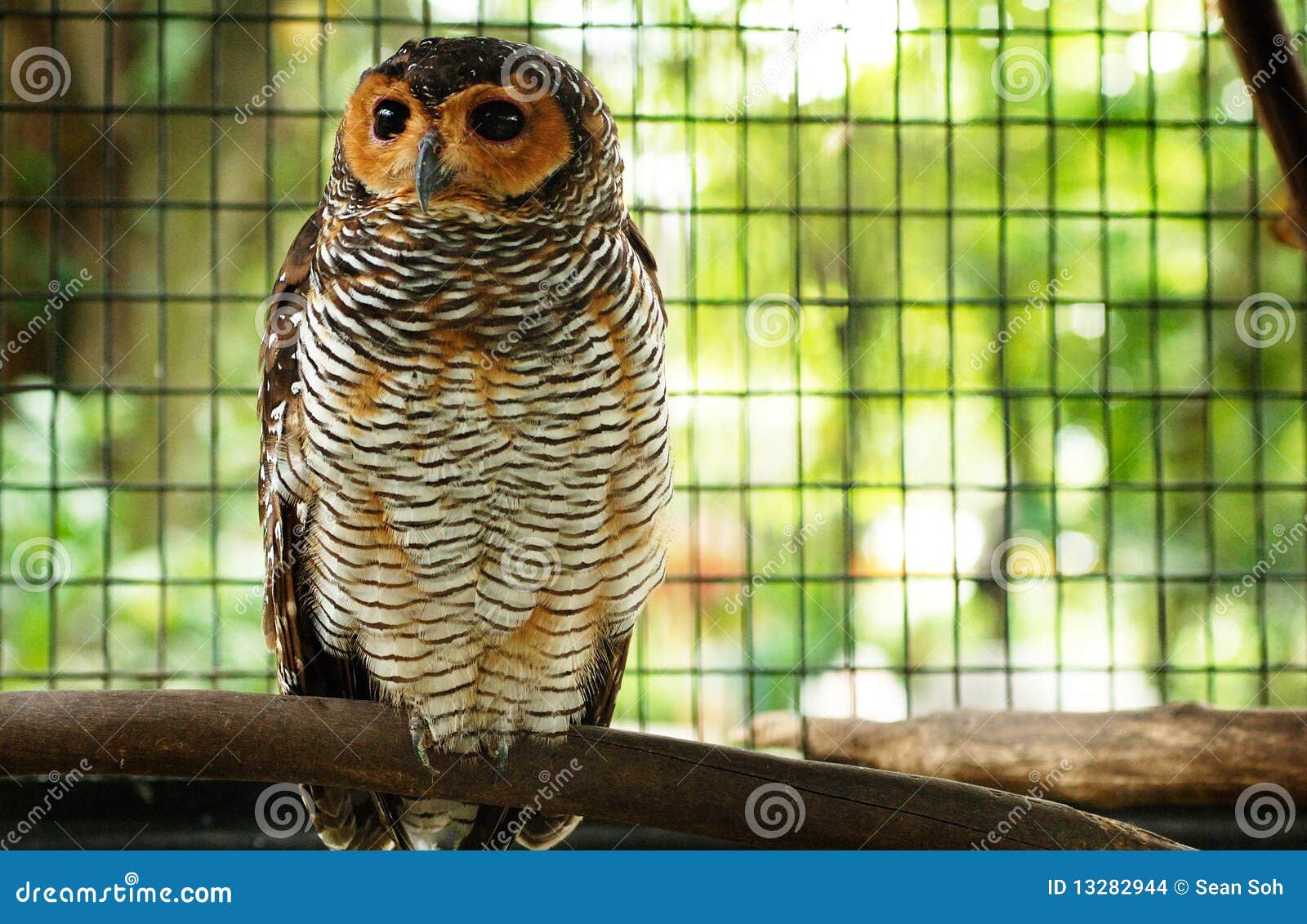 Buho barrado foto de archivo. Imagen de negro, travieso - 13282944