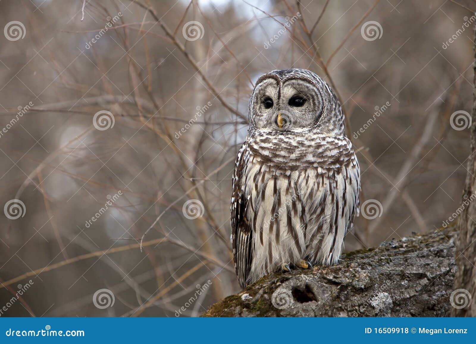 Buho barrado foto de archivo. Imagen de salvaje, observar - 16509918