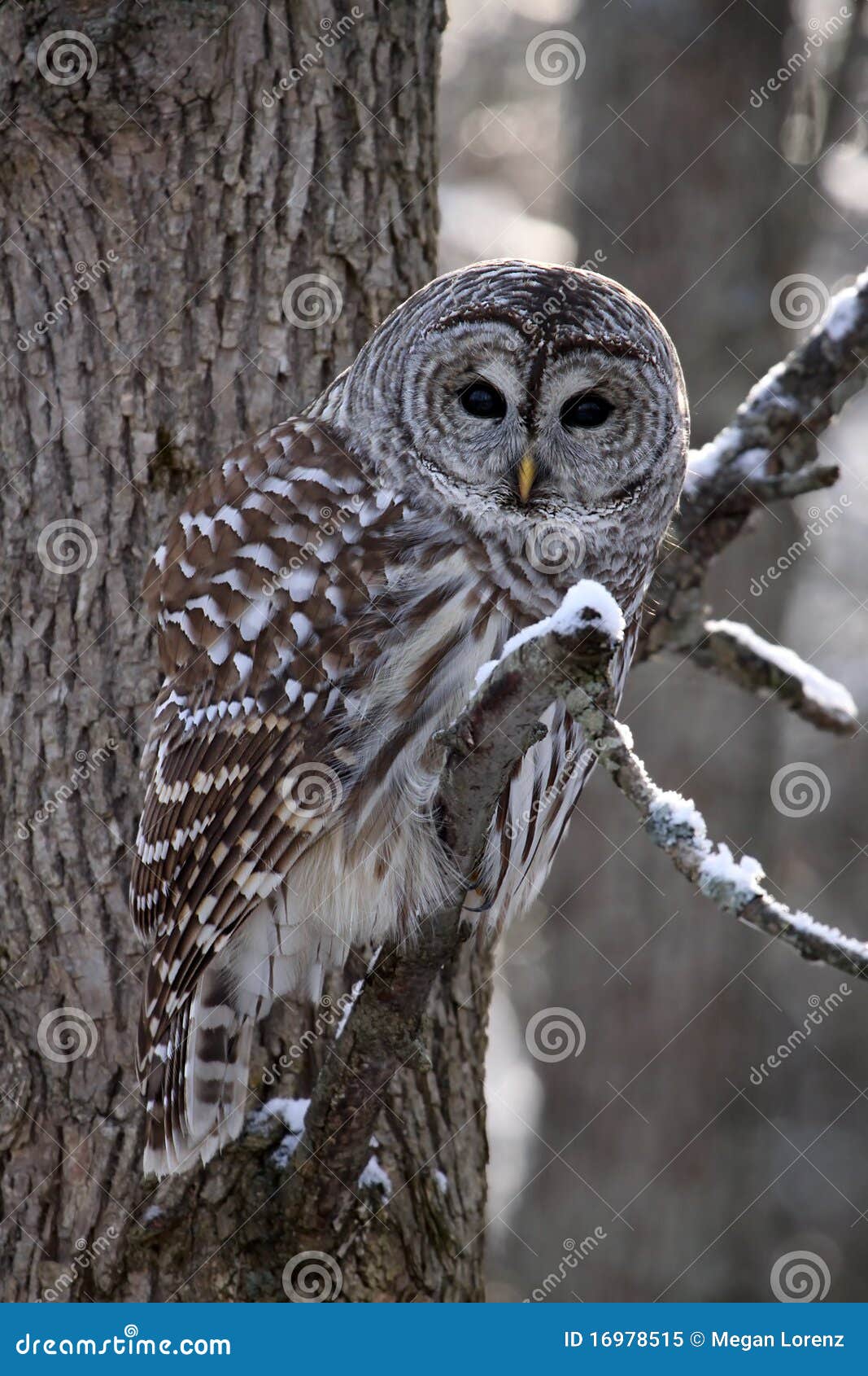 Buho barrado imagen de archivo. Imagen de enmascarado - 16978515