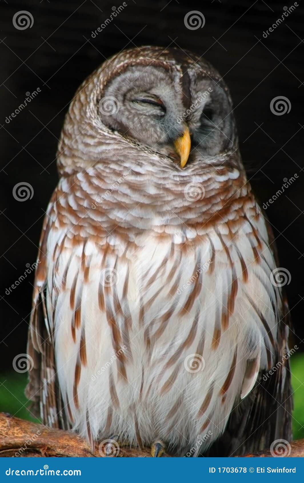Buho barrado foto de archivo. Imagen de mullido, cubo - 1703678