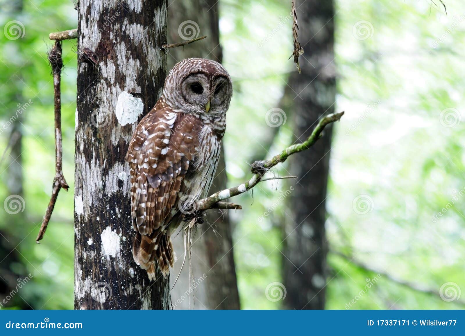Buho barrado imagen de archivo. Imagen de everglades - 17337171