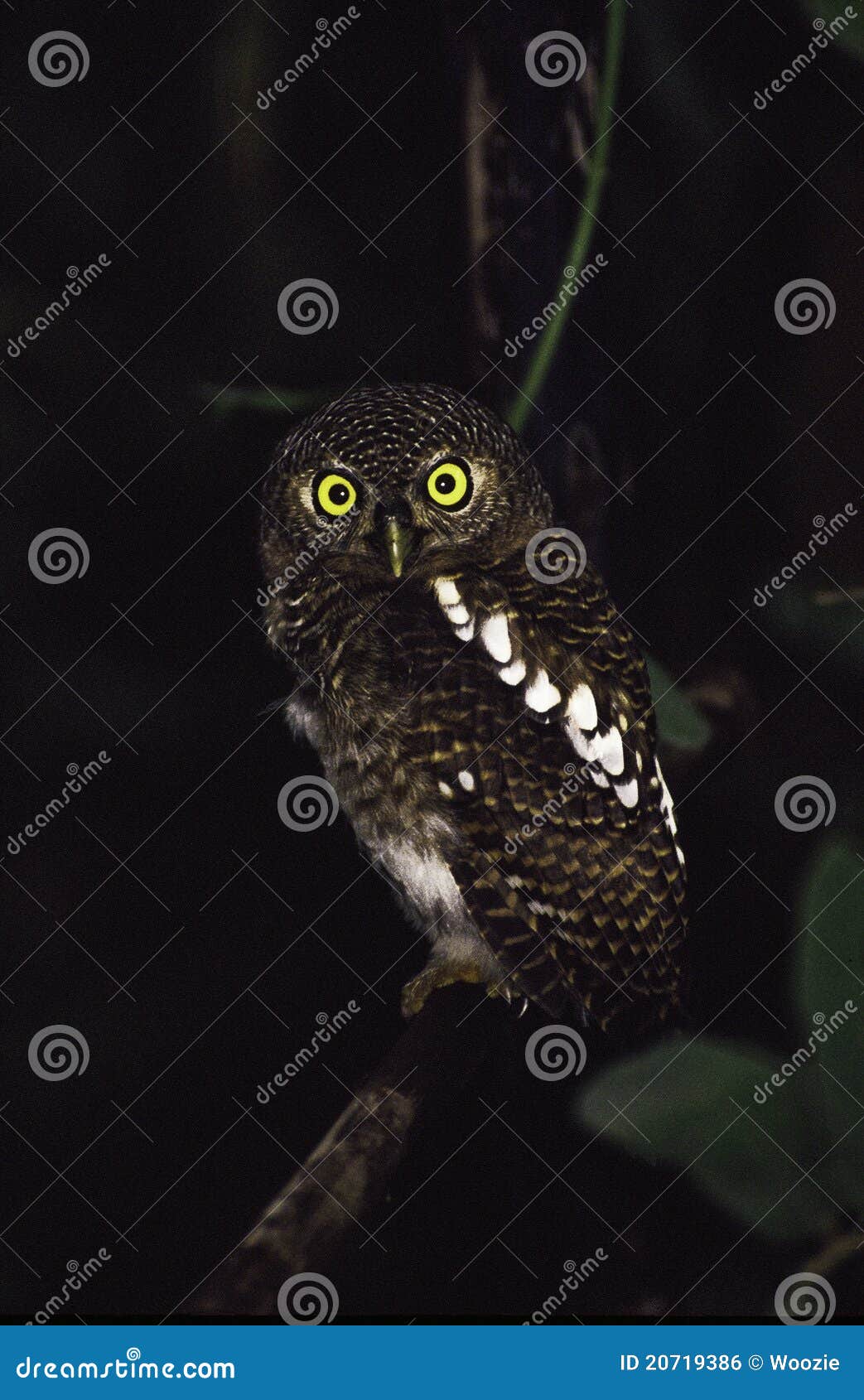 Buho barrado foto de archivo. Imagen de barrado, ojos - 20719386