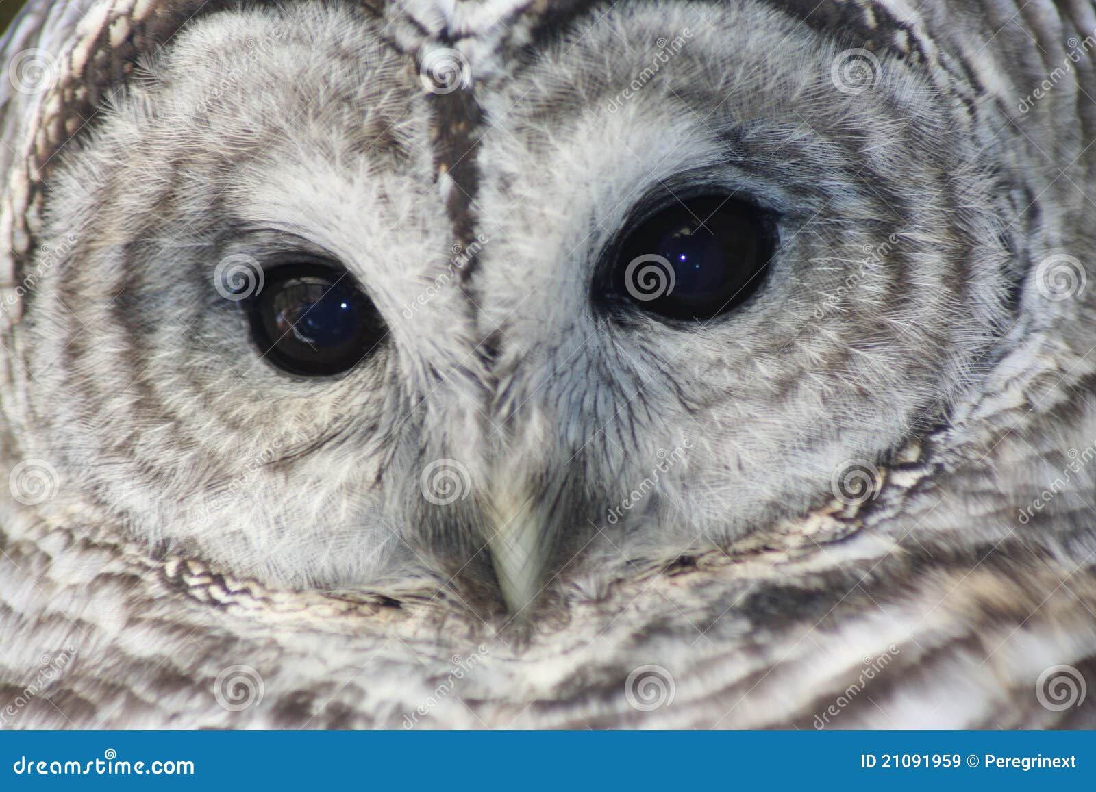 Buho barrado imagen de archivo. Imagen de barrado, buho - 21091959