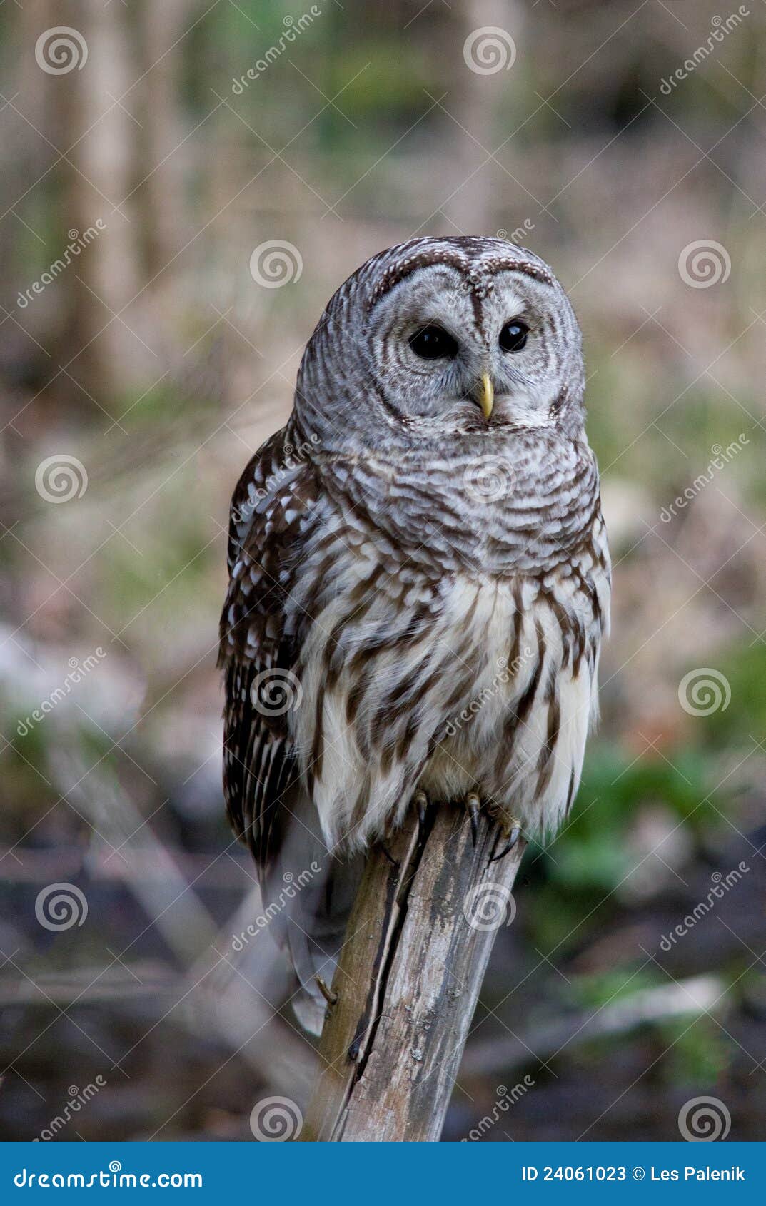 Buho barrado imagen de archivo. Imagen de pico, contemplar - 24061023