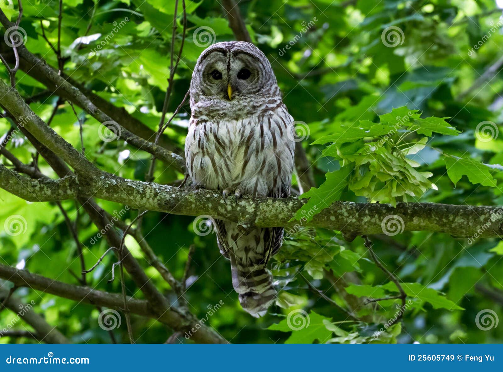 Buho barrado imagen de archivo. Imagen de fondo, animal - 25605749