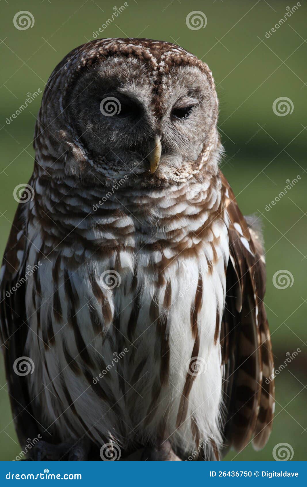 Buho barrado foto de archivo. Imagen de animal, buho - 26436750