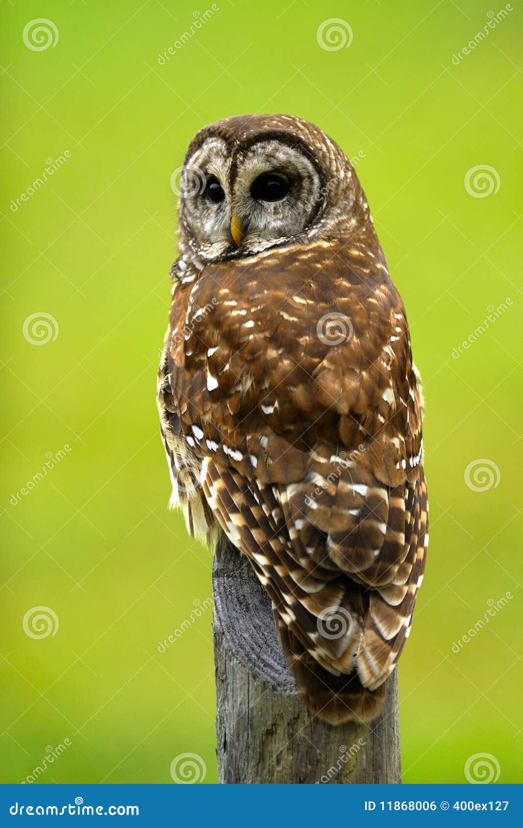 Buho barrado 3 foto de archivo. Imagen de poste, pluma - 11868006