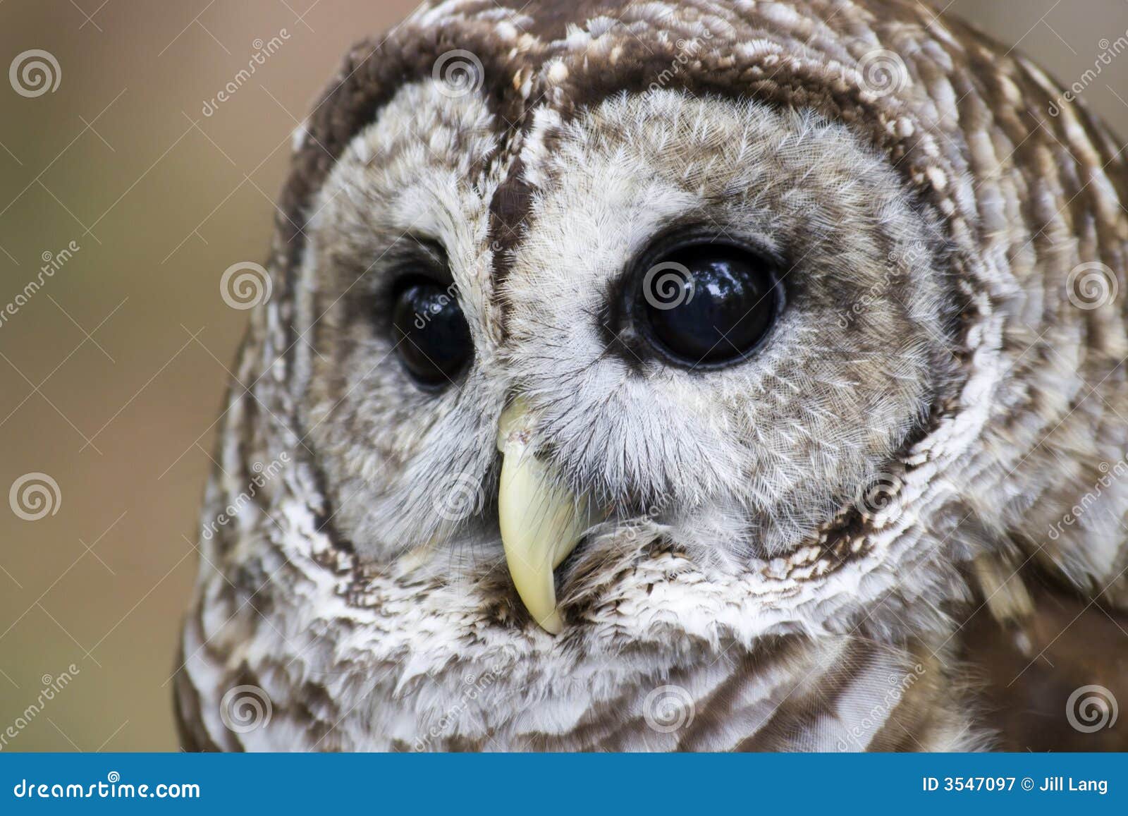 Buho barrado imagen de archivo. Imagen de animales, rayas - 3547097