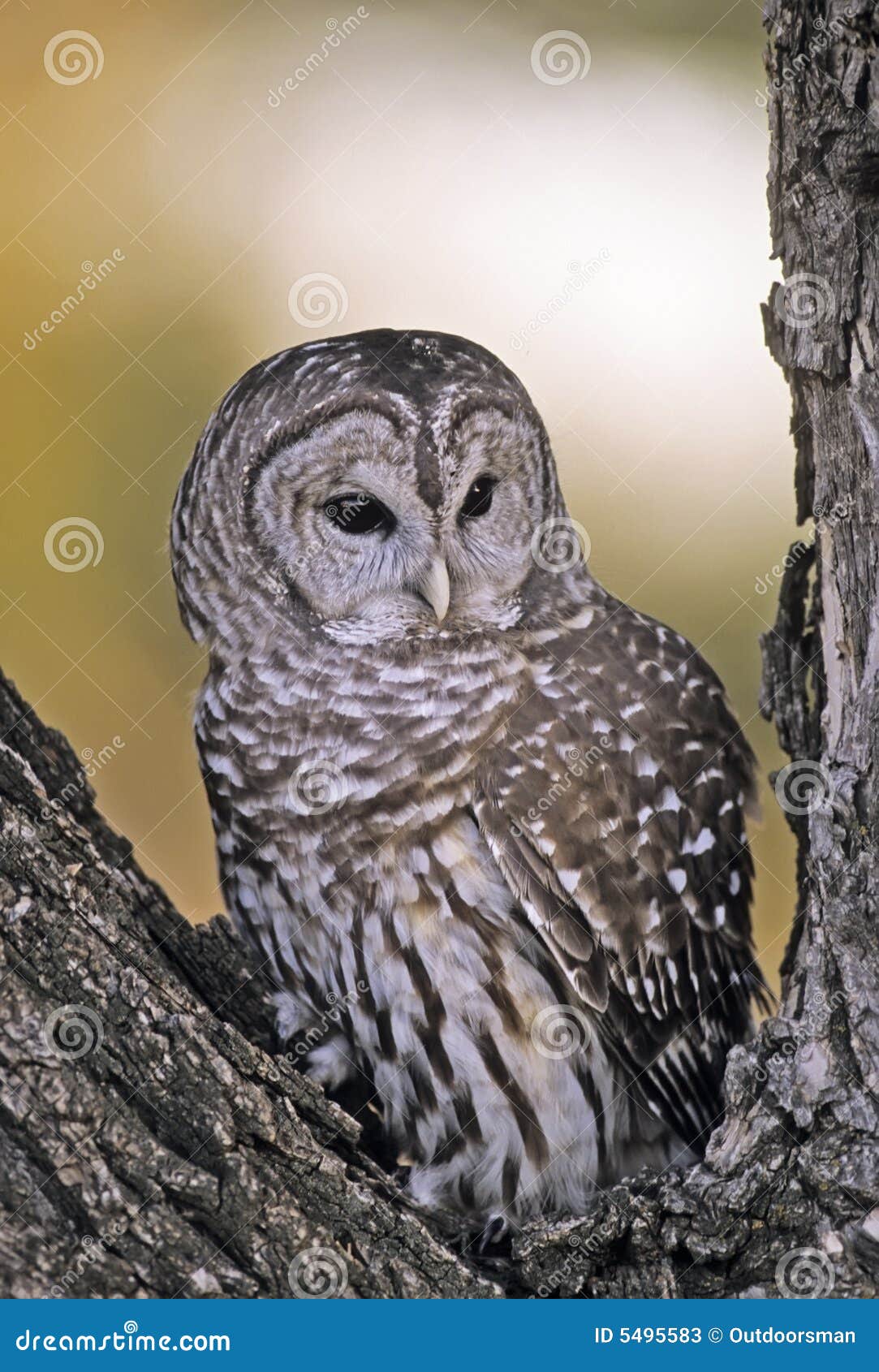 Buho barrado imagen de archivo. Imagen de presa, plumaje - 5495583