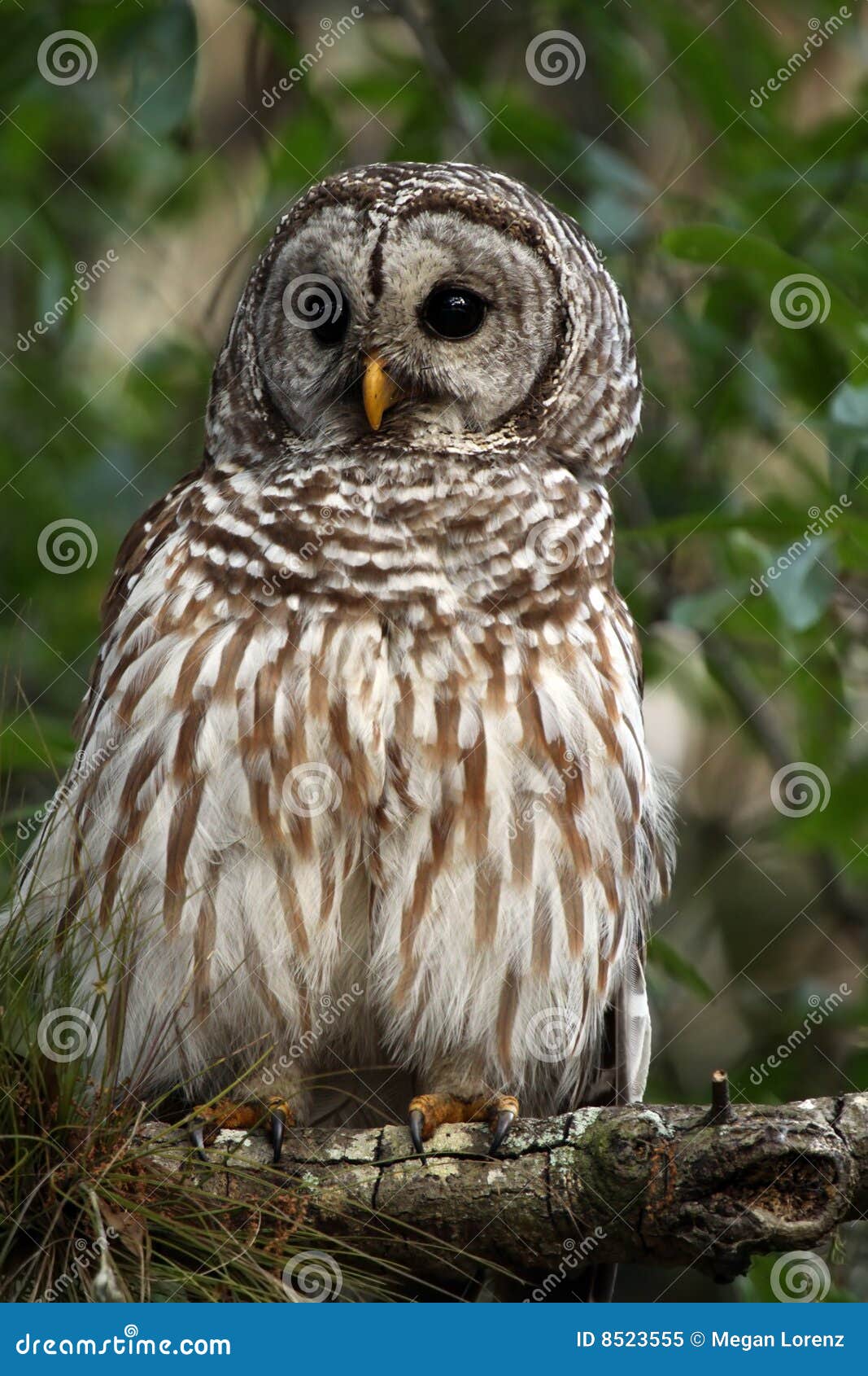 Buho barrado imagen de archivo. Imagen de fondo, salvaje - 8523555