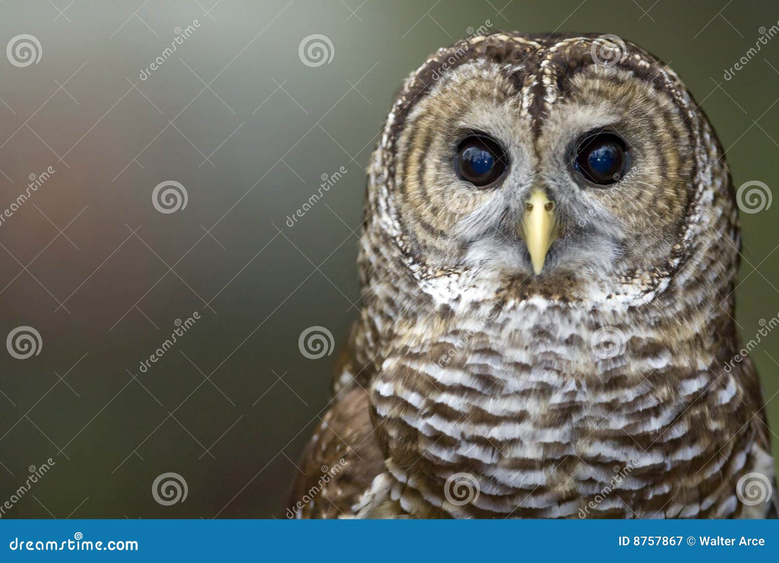 Buho barrado imagen de archivo. Imagen de pico, ocho, primer - 8757867