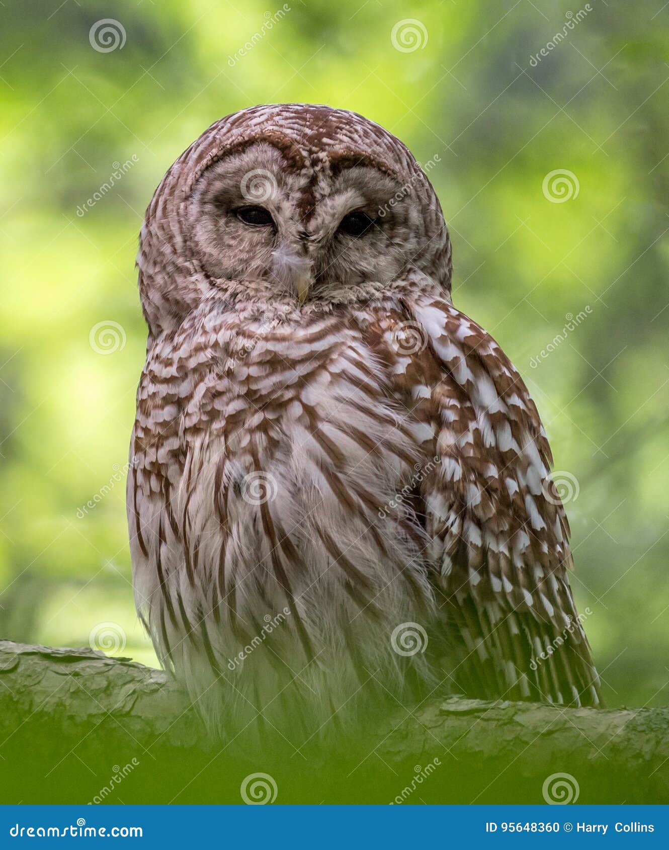 Buho barrado foto de archivo. Imagen de barrado, animal - 95648360