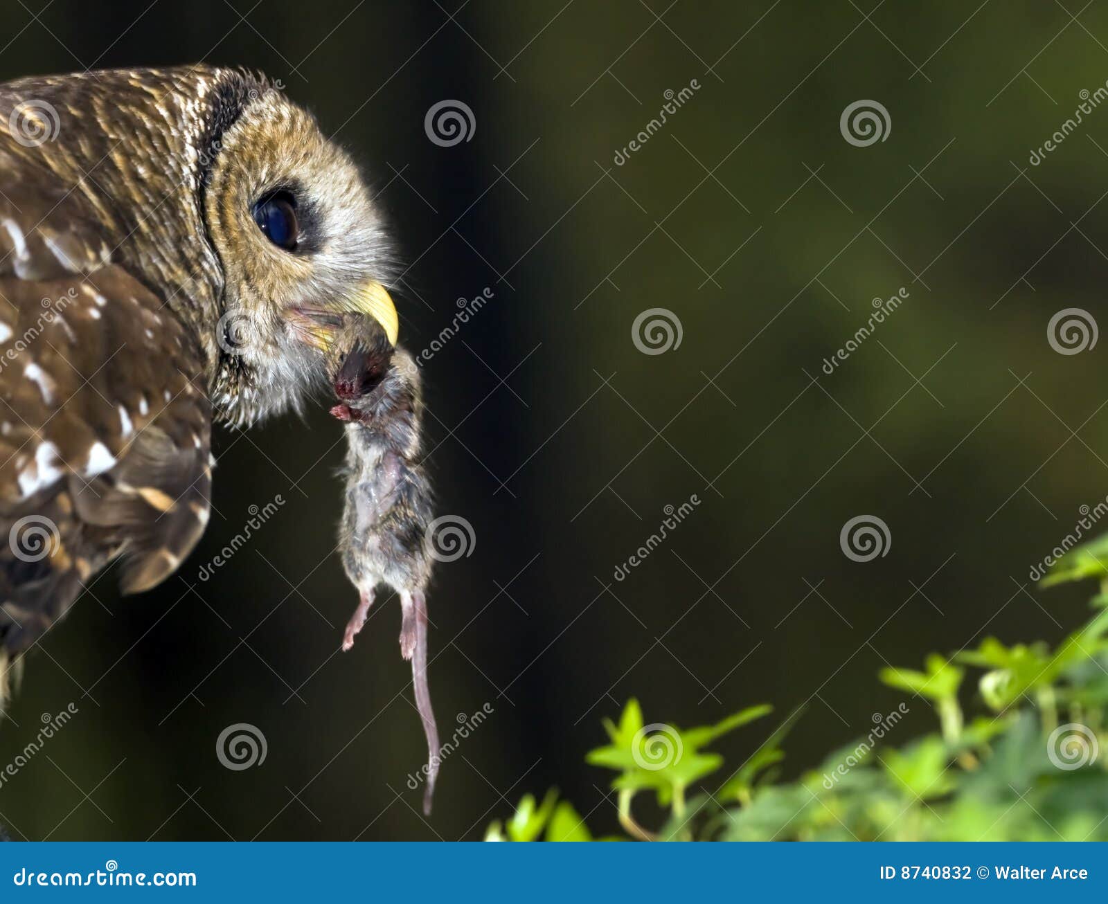 Buho barrado con el ratón foto de archivo. Imagen de ojos - 8740832