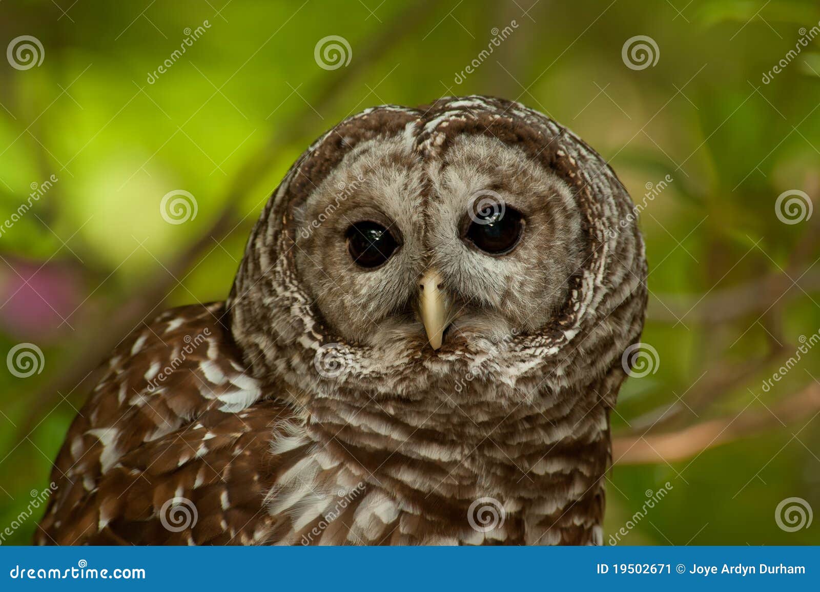 Buho Barrado (varia Del Strix) Imagen de archivo - Imagen de aviar ...