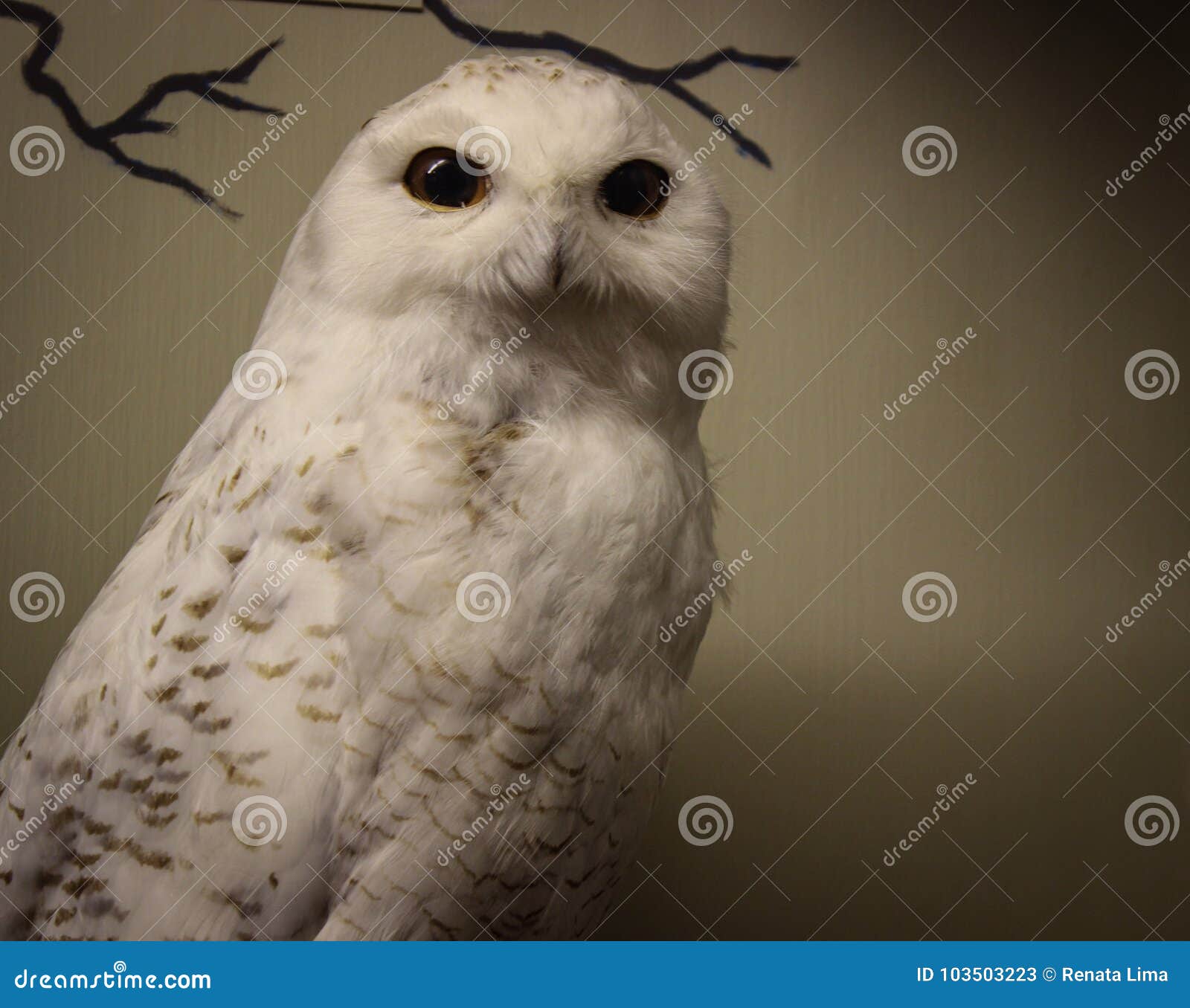 Buho blanco imagen de archivo. Imagen de buho, ramificaciones - 103503223