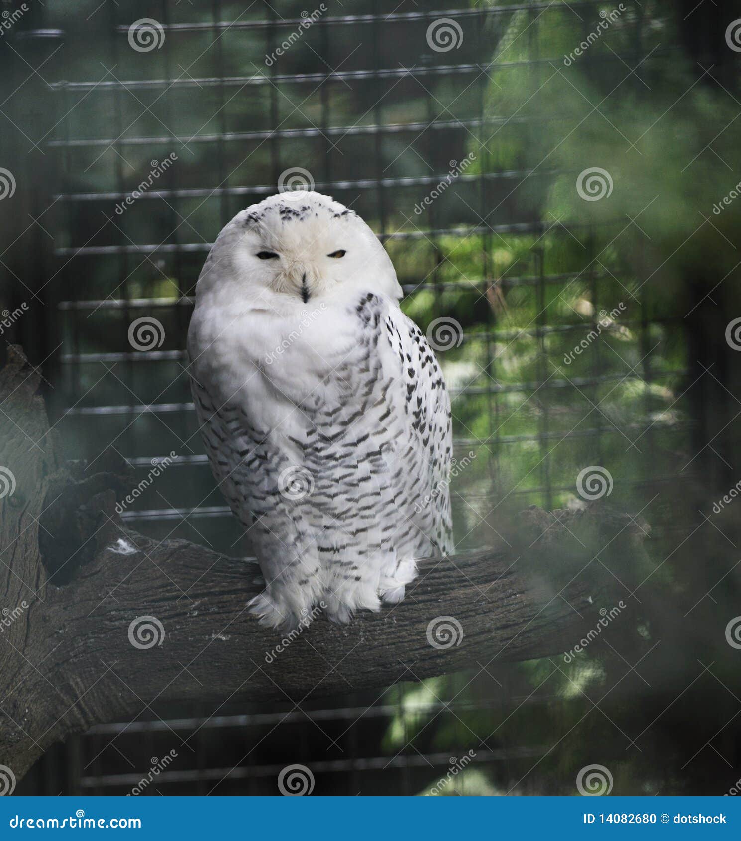 Buho blanco foto de archivo. Imagen de animal, buho, cubo - 14082680