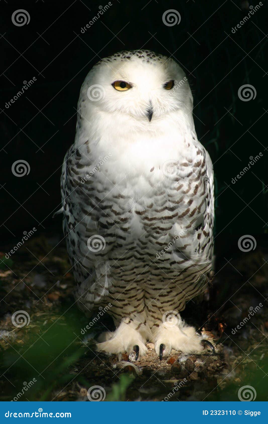 Buho blanco 6 Nevado foto de archivo. Imagen de caza, tranquilidad ...