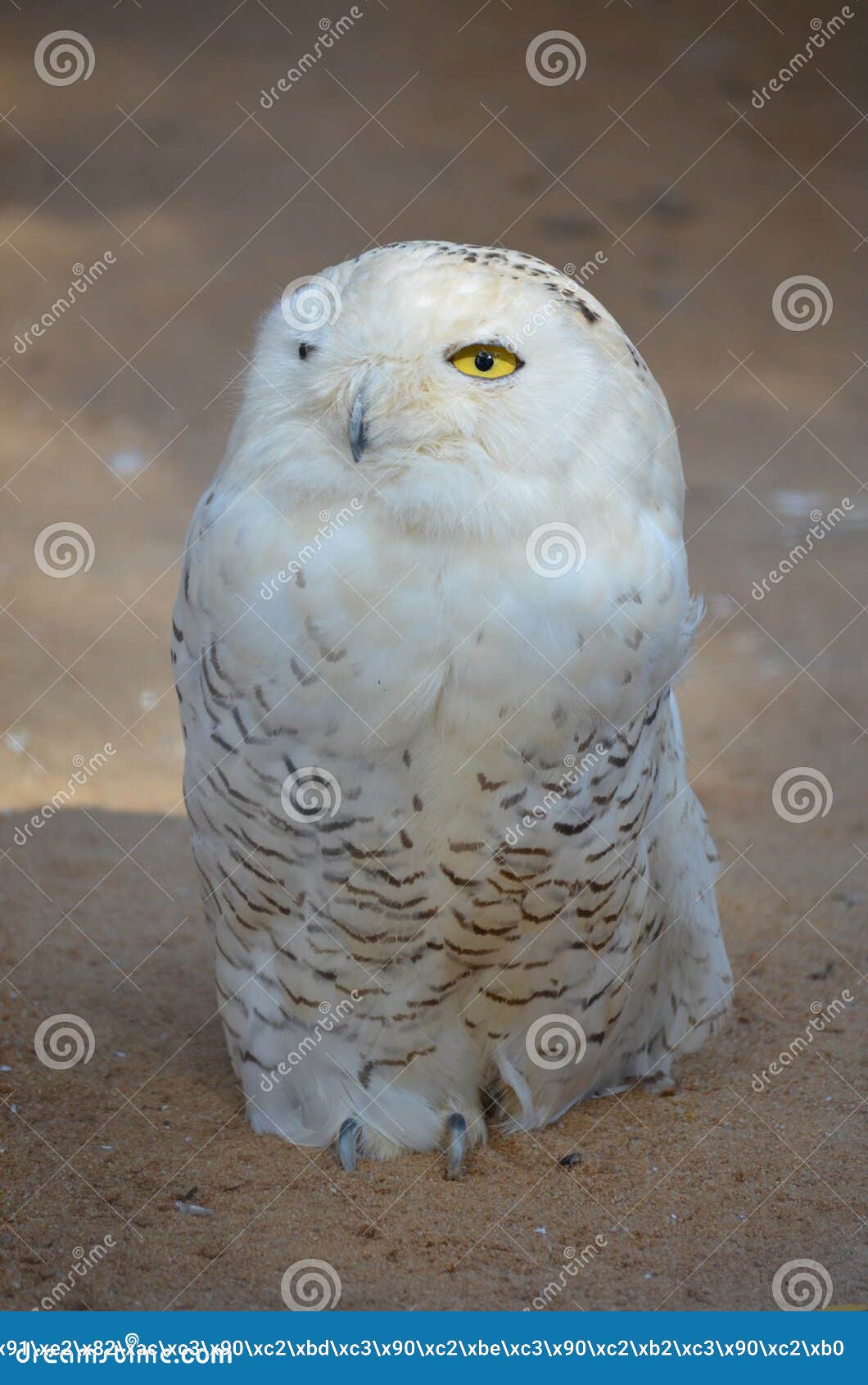 Buho blanco imagen de archivo. Imagen de pico, plumas - 63889881