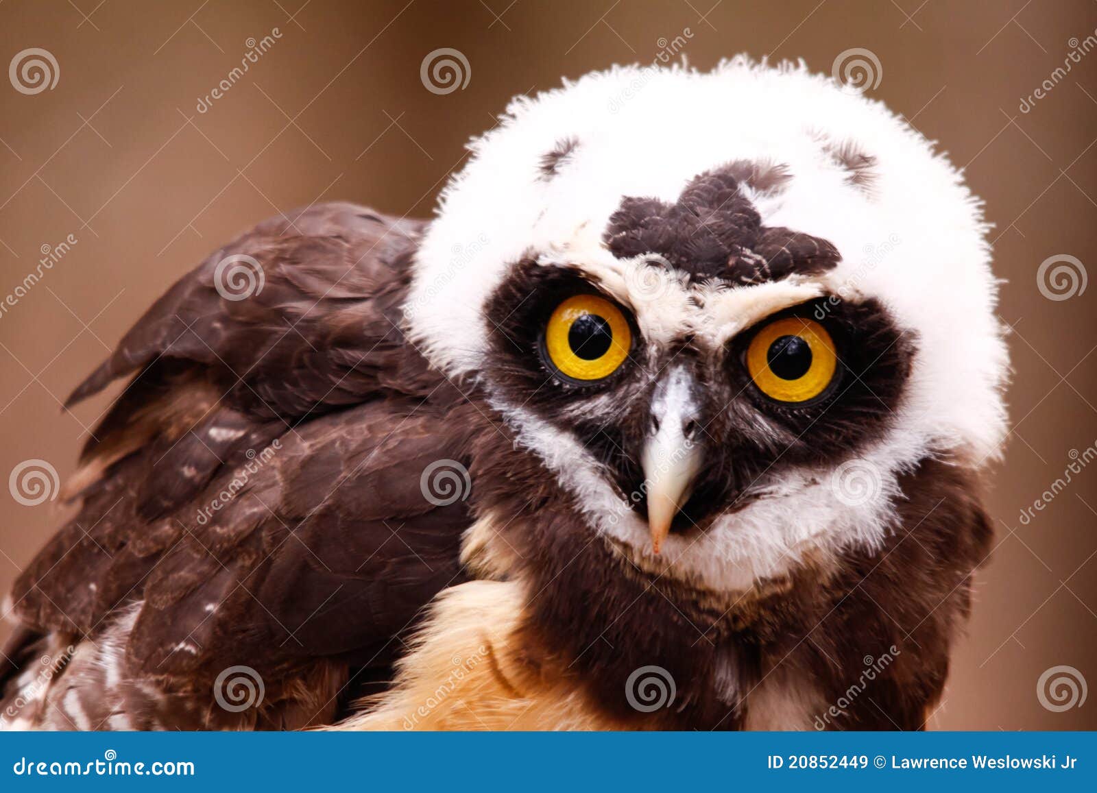 Buho con gafas curioso imagen de archivo. Imagen de animal - 20852449