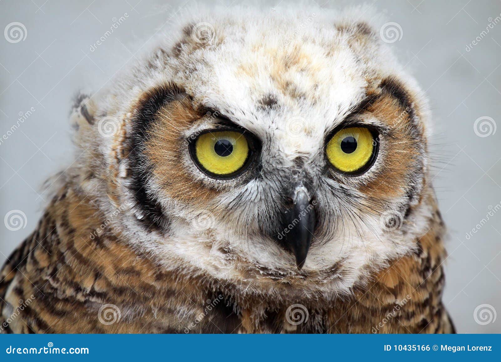 Buho curioso foto de archivo. Imagen de presa, animales - 10435166