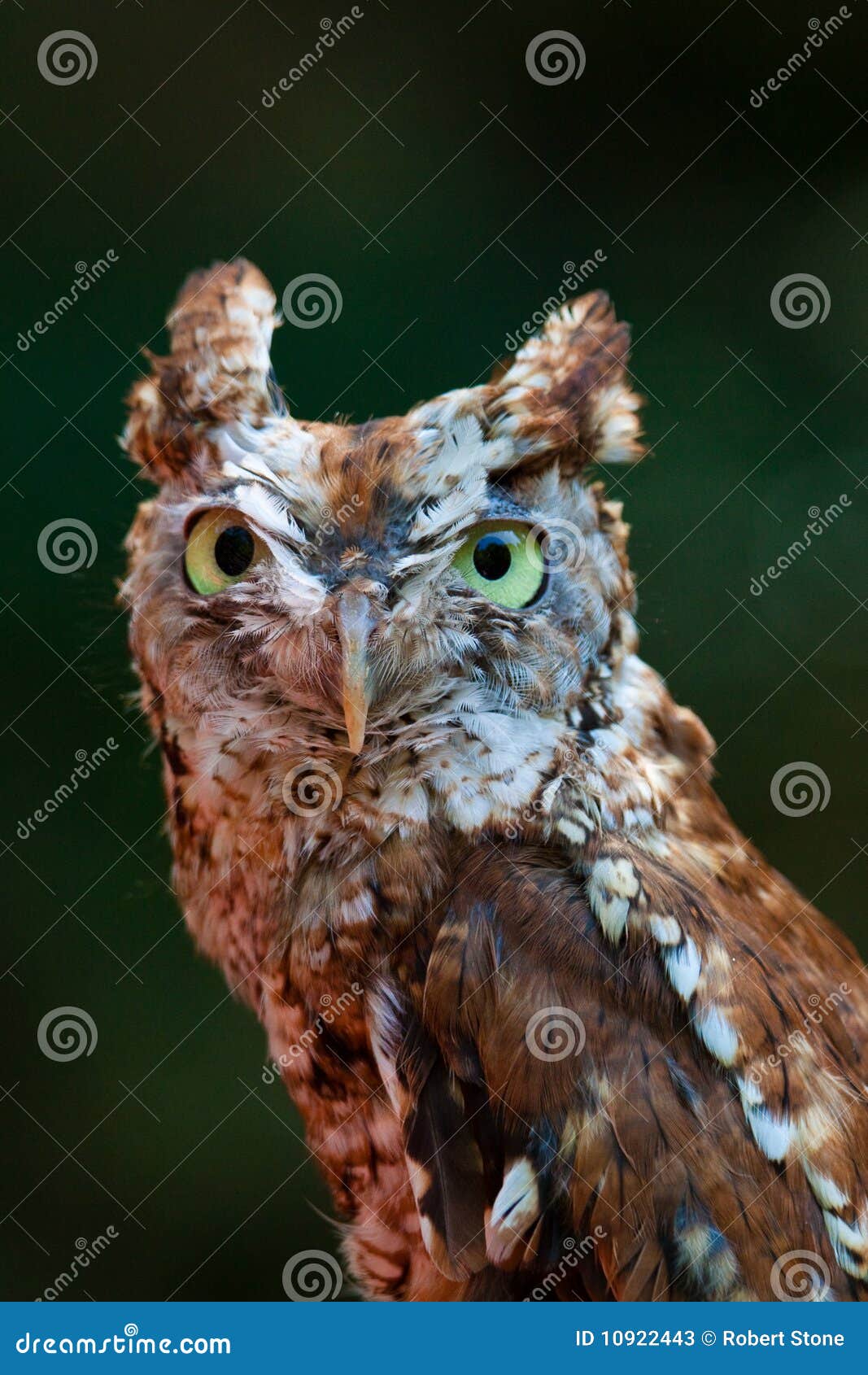 Buho de chillido imagen de archivo. Imagen de pista, pico - 10922443