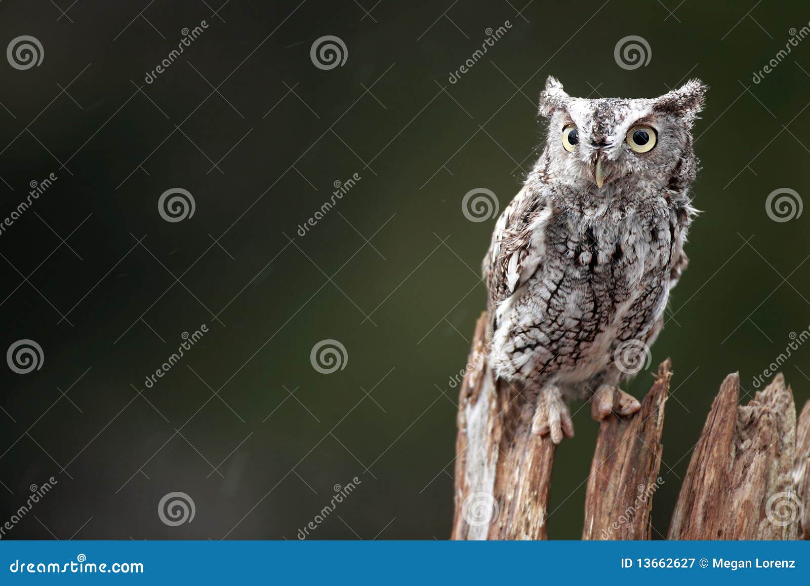 Buho de chillido imagen de archivo. Imagen de contemplar - 13662627
