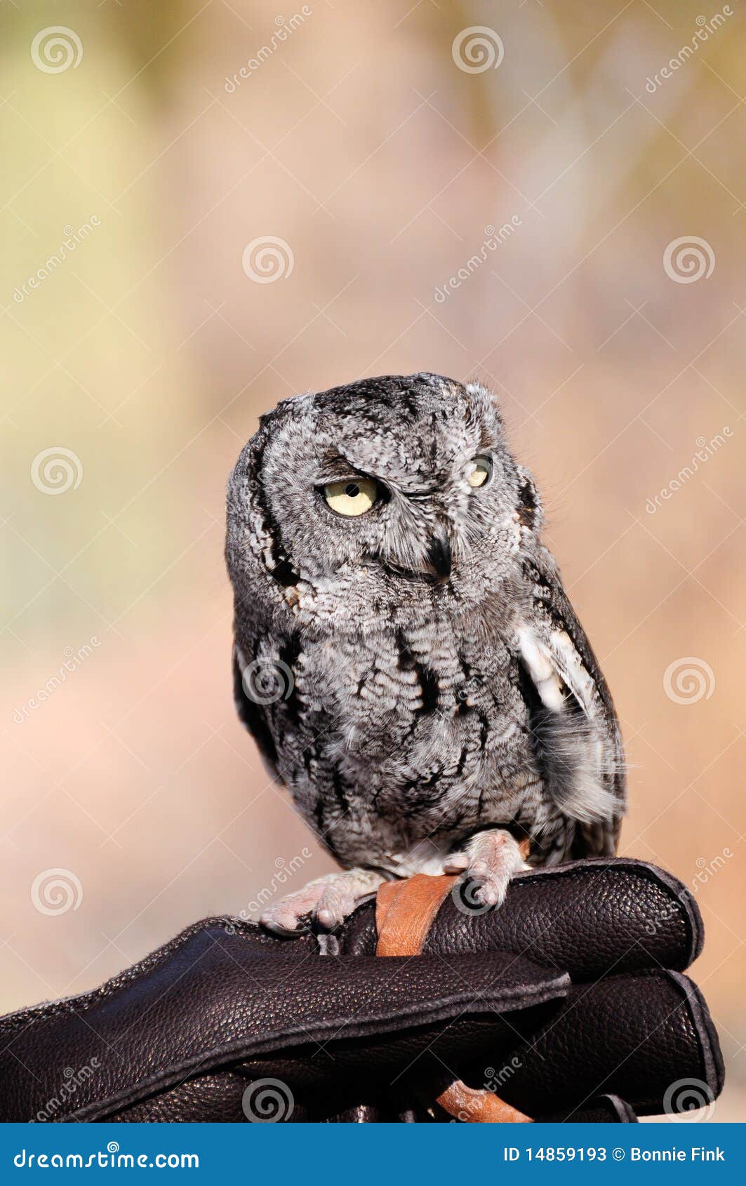 Buho de chillido imagen de archivo. Imagen de cierre - 14859193