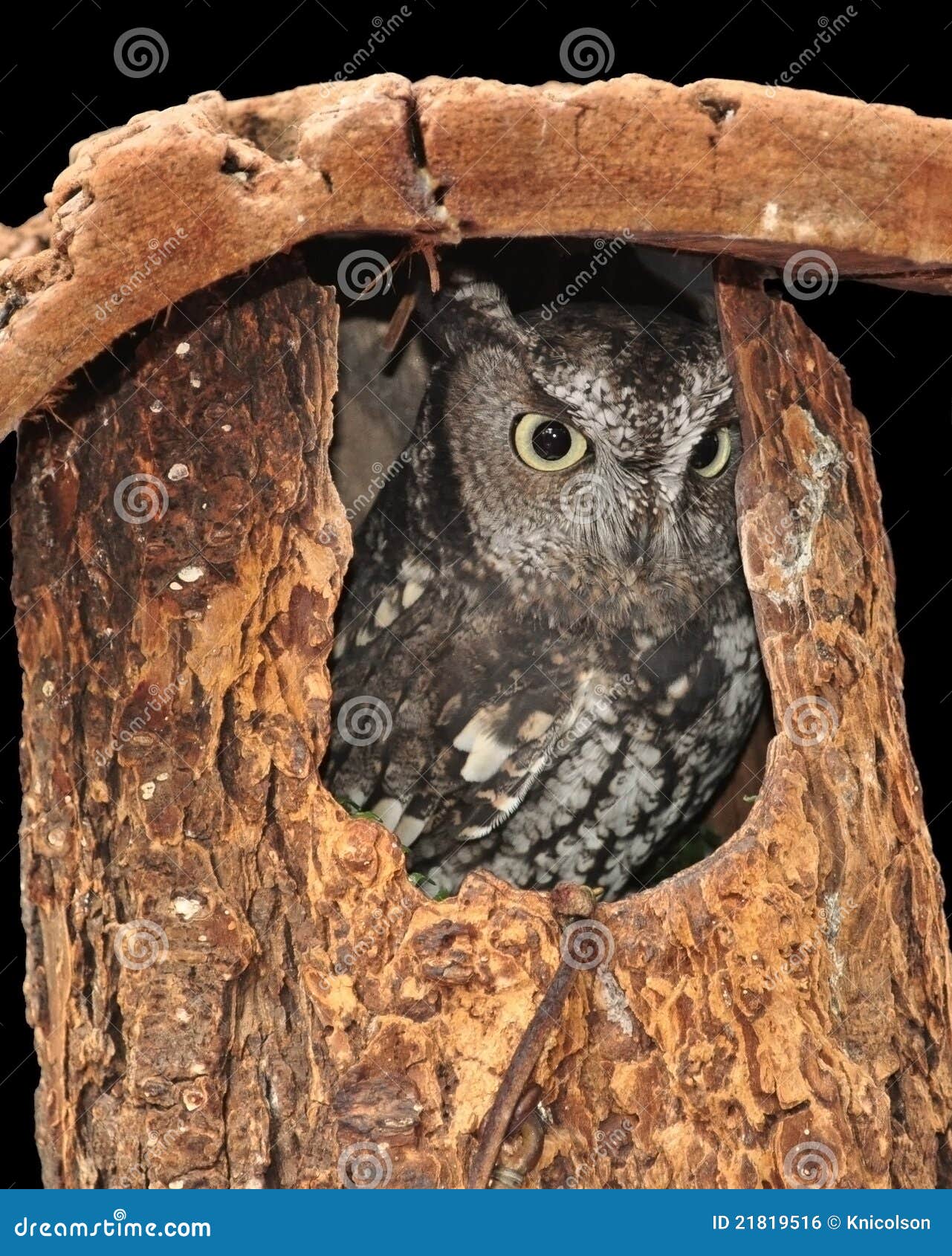 Buho de chillido foto de archivo. Imagen de cazador, oscuro - 21819516