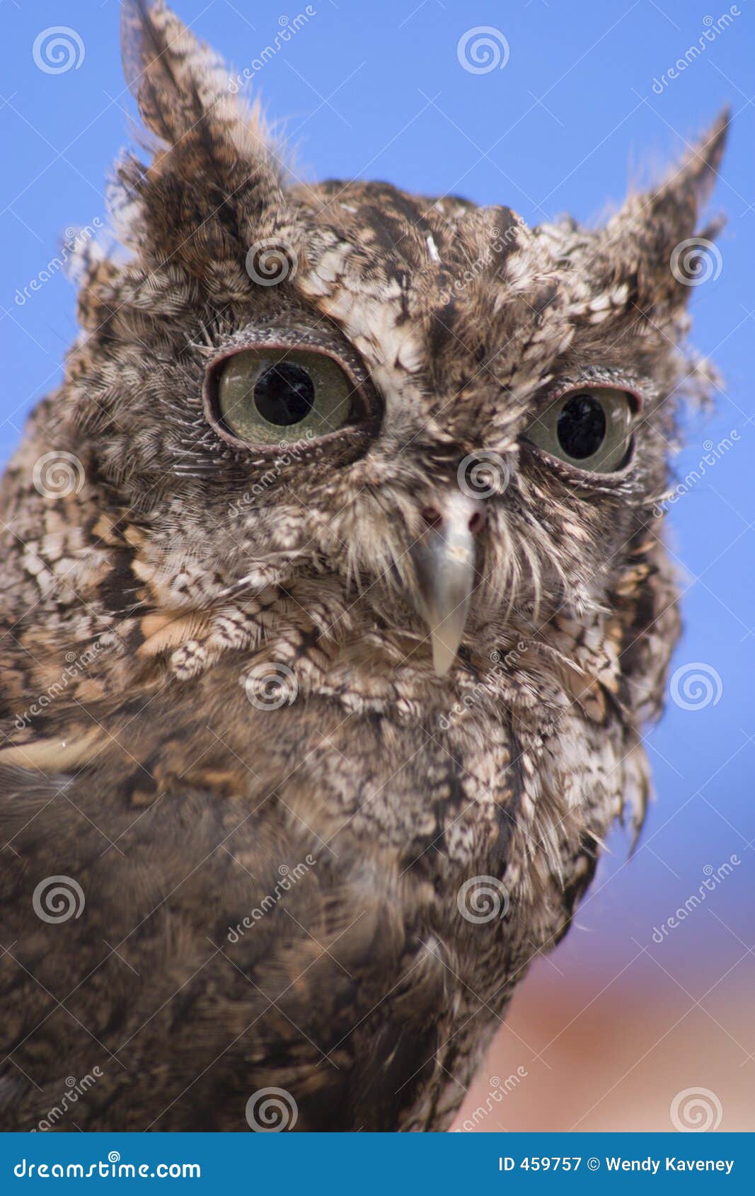 Buho de chillido imagen de archivo. Imagen de pico, nocturno - 459757