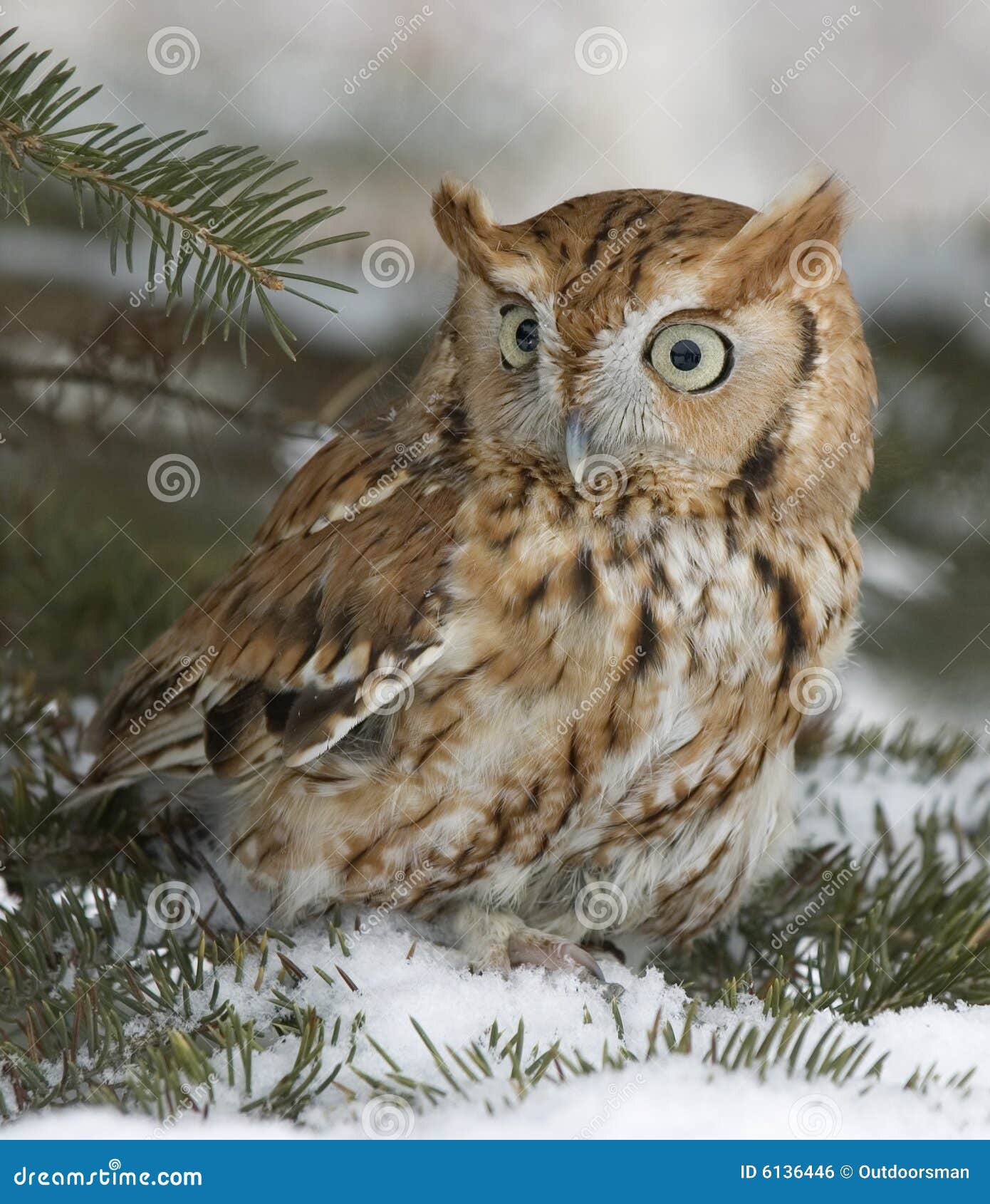 Buho de chillido foto de archivo. Imagen de plumas, grito - 6136446