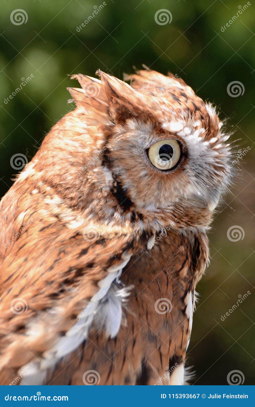 Buho de chillido del este imagen de archivo. Imagen de fauna - 115393667