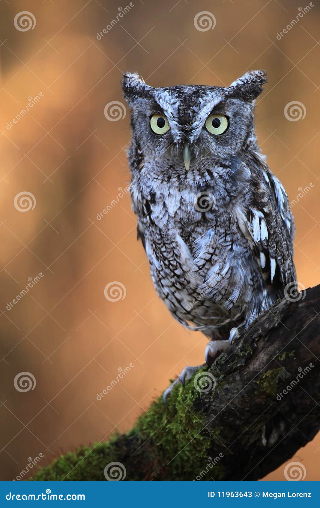 Buho de chillido del este imagen de archivo. Imagen de musgo - 11963643