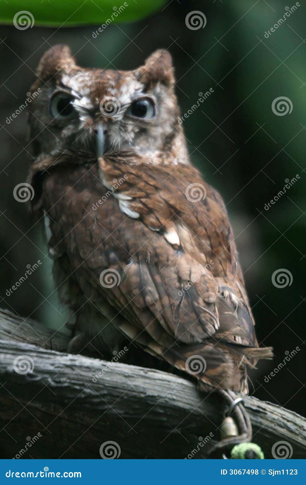 Buho de chillido del este foto de archivo. Imagen de aviar - 3067498