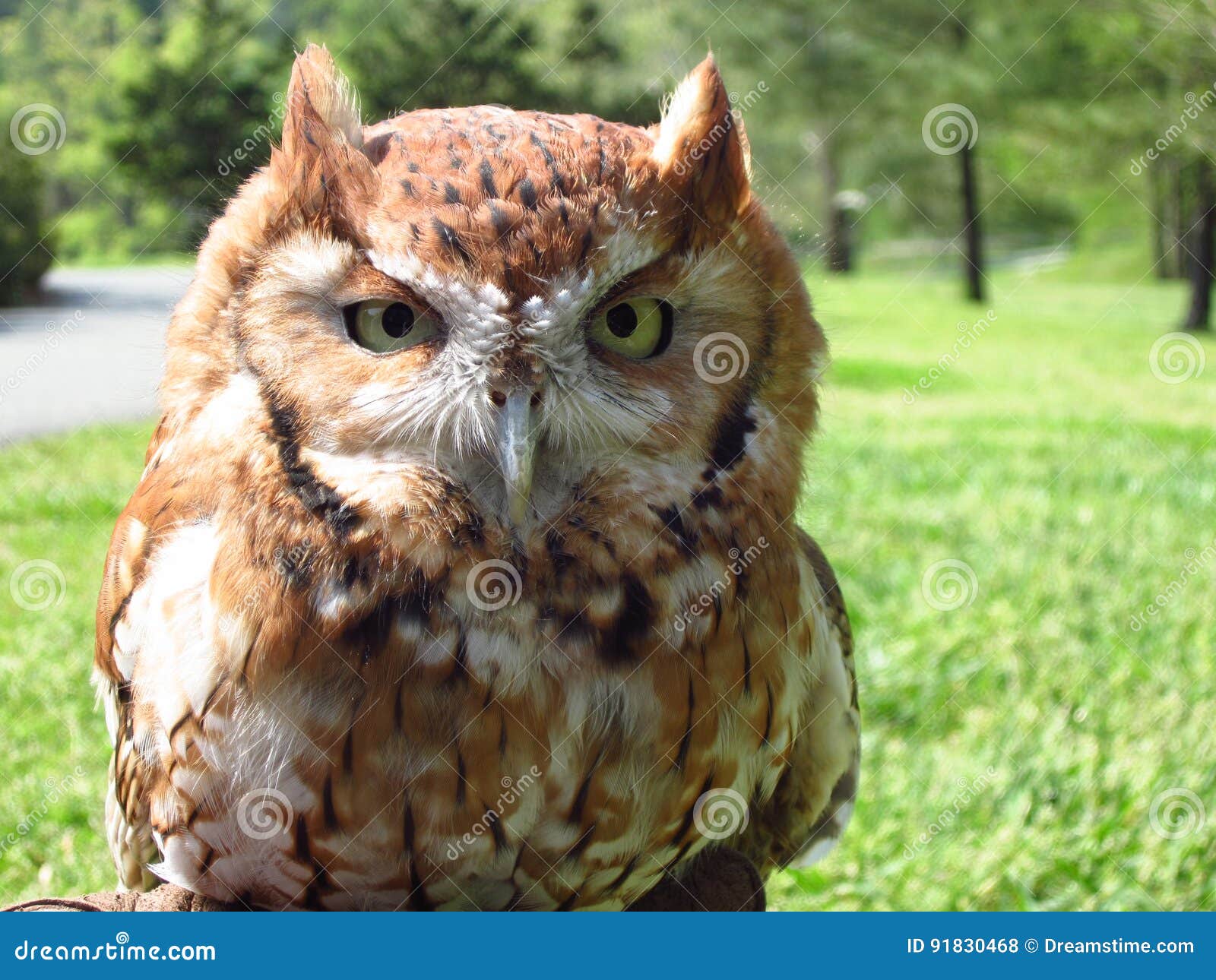 Buho de chillido del este foto de archivo. Imagen de gris - 91830468