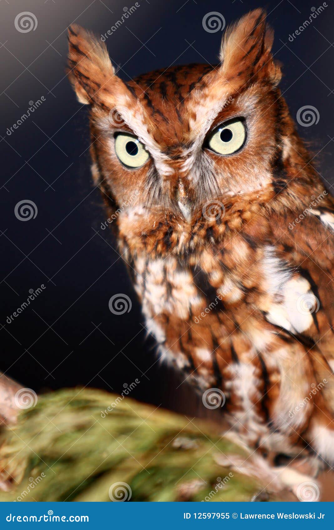 Buho De Chillido Del Este Encaramado Imagen de archivo - Imagen de ...