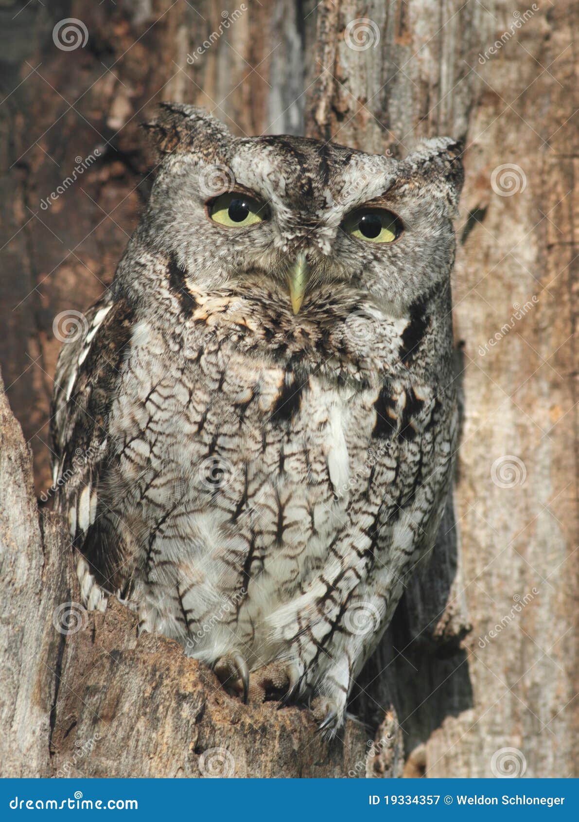 Buho De Chillido Gris En árbol Imagen de archivo - Imagen de gris, buho ...