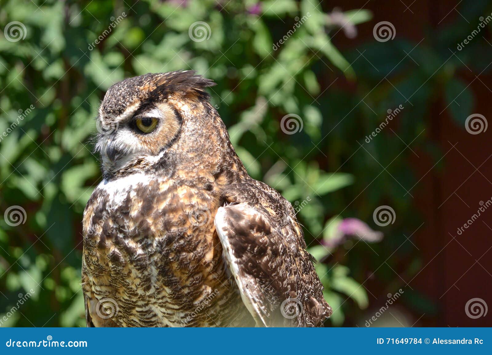 Buho De Chillido Occidental Foto de archivo - Imagen de oeste, nadie ...