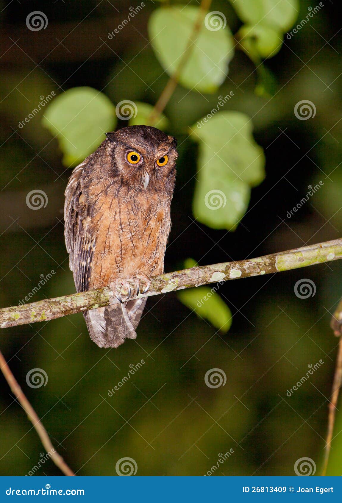 Buho De Chillido Rojizo-hecho Bolso Imagen de archivo - Imagen de ...