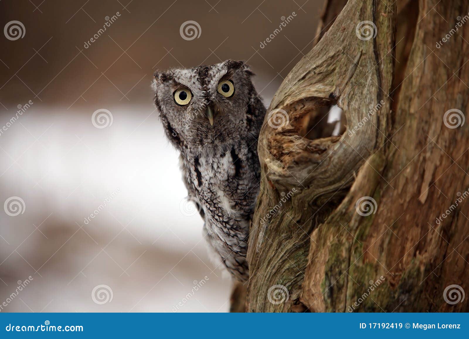 Buho De Chillido Sorprendido Imagen de archivo - Imagen de primer ...