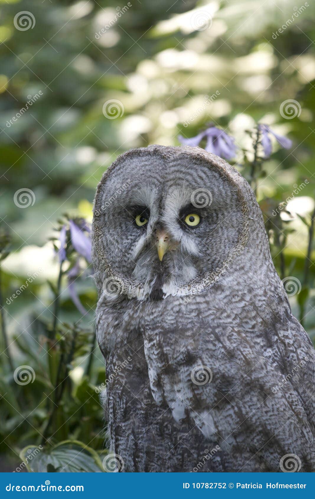 Buho de gran gris foto de archivo. Imagen de observar - 10782752