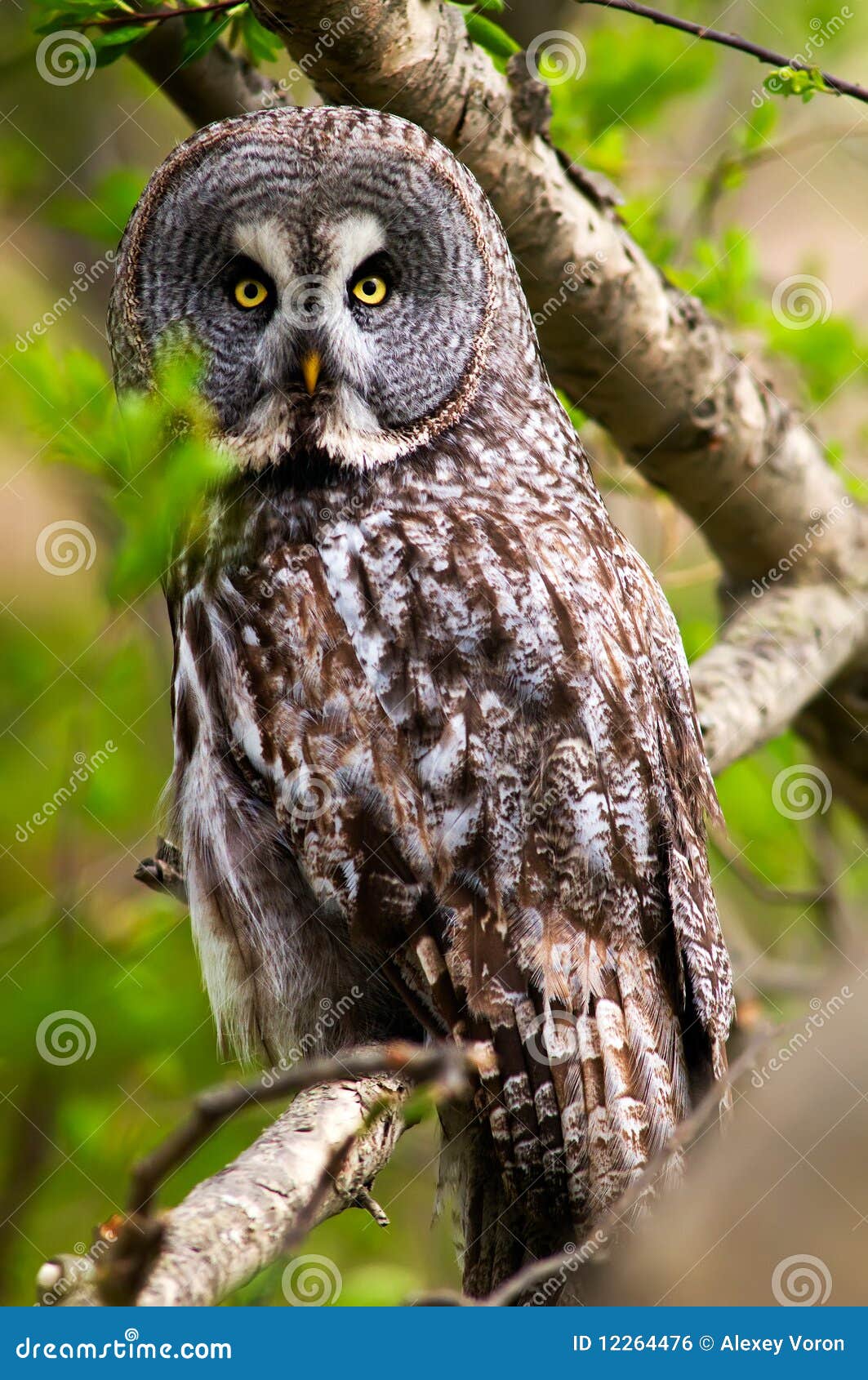 Buho de gran gris foto de archivo. Imagen de belleza - 12264476