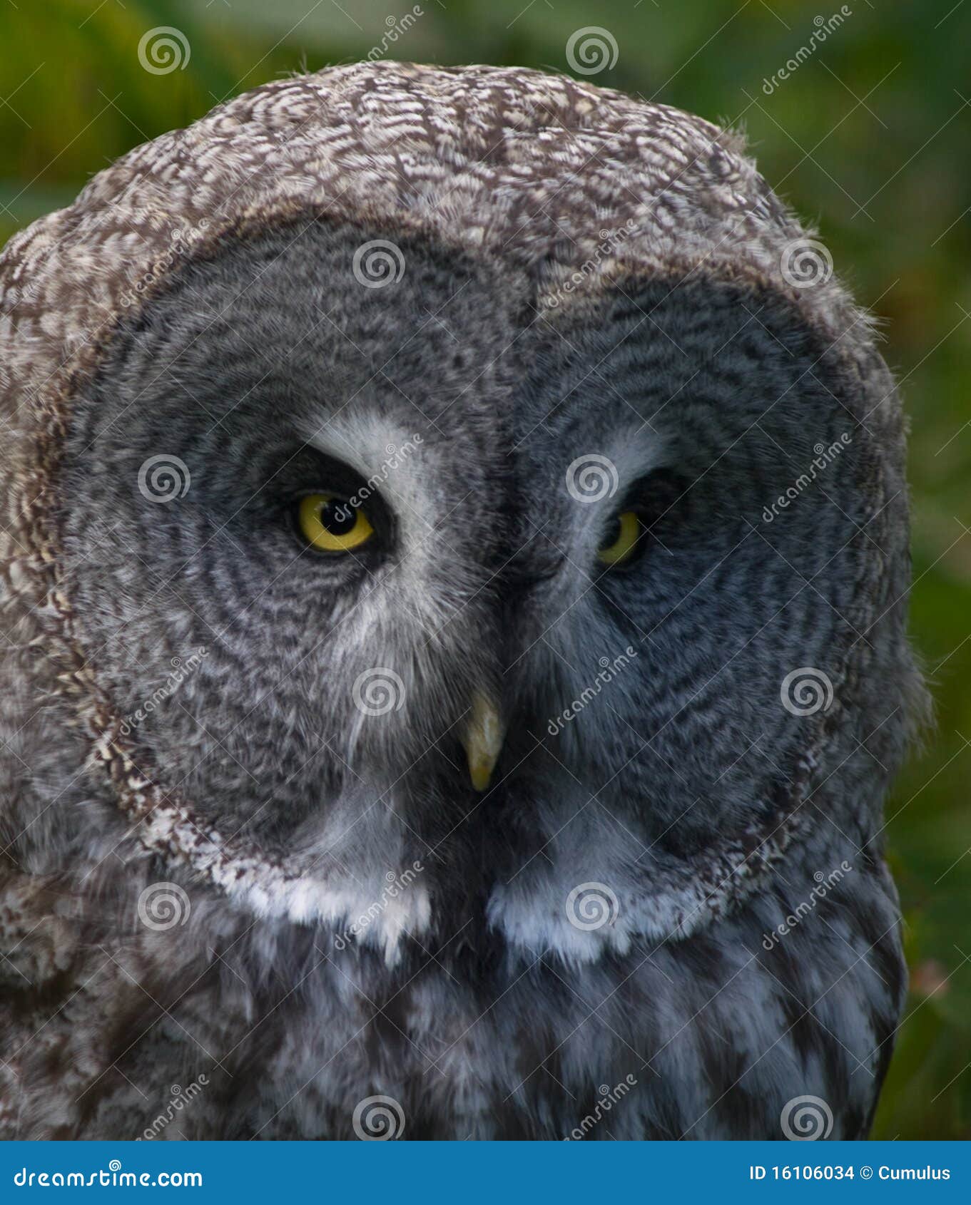 Buho de gran gris. foto de archivo. Imagen de gris, nocturno - 16106034