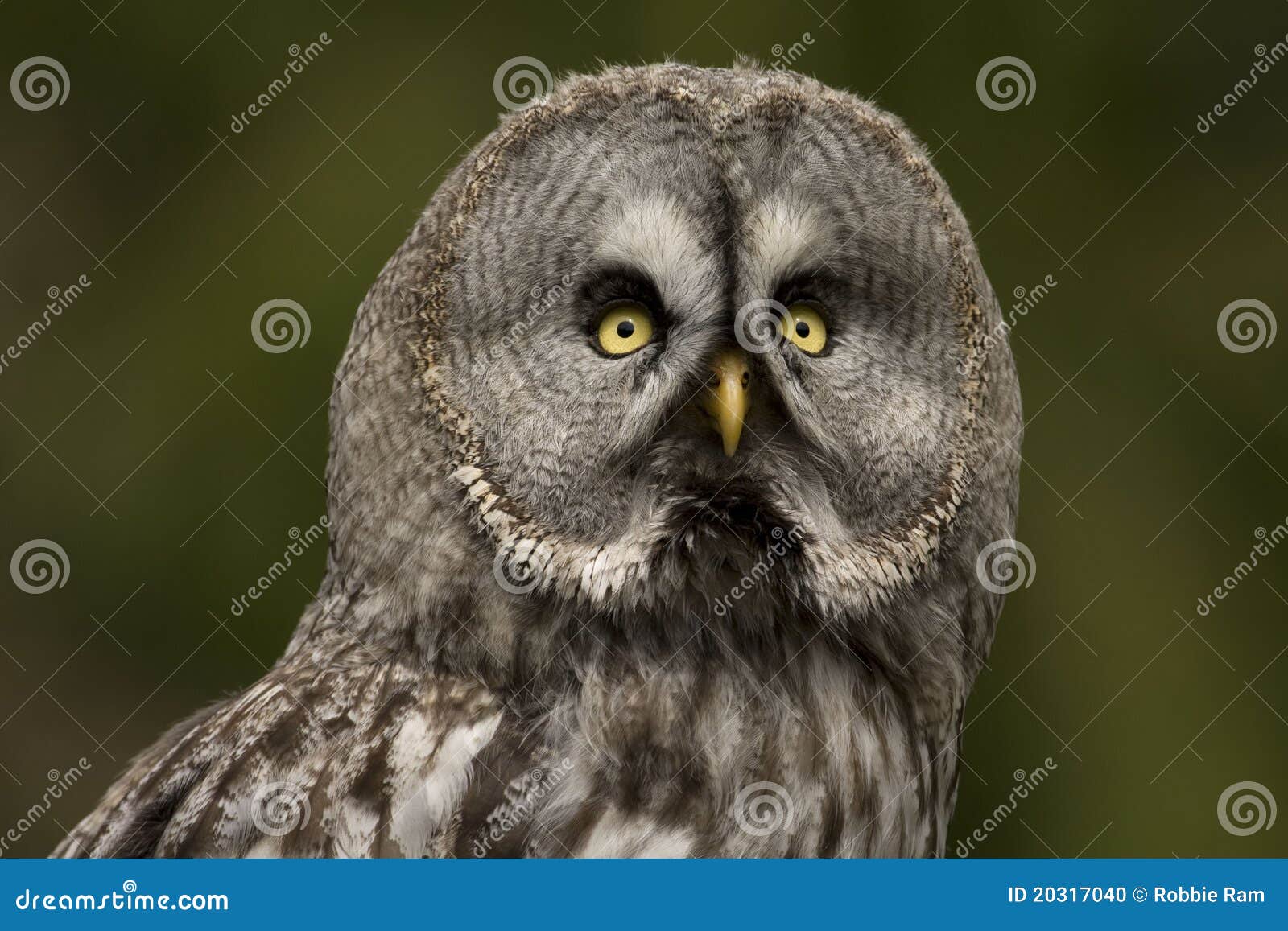 Buho de gran gris foto de archivo. Imagen de grande, cazador - 20317040