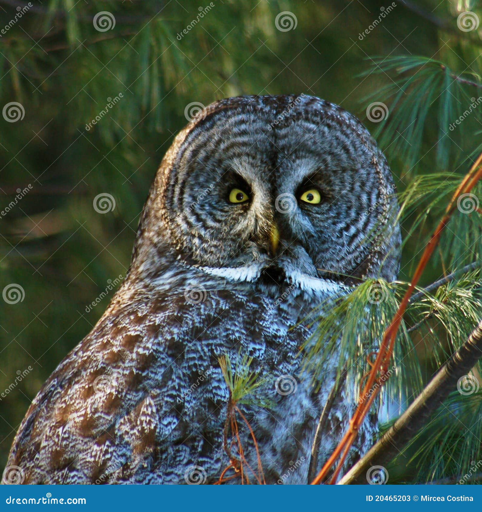 Buho de gran gris imagen de archivo. Imagen de ojos, pico - 20465203