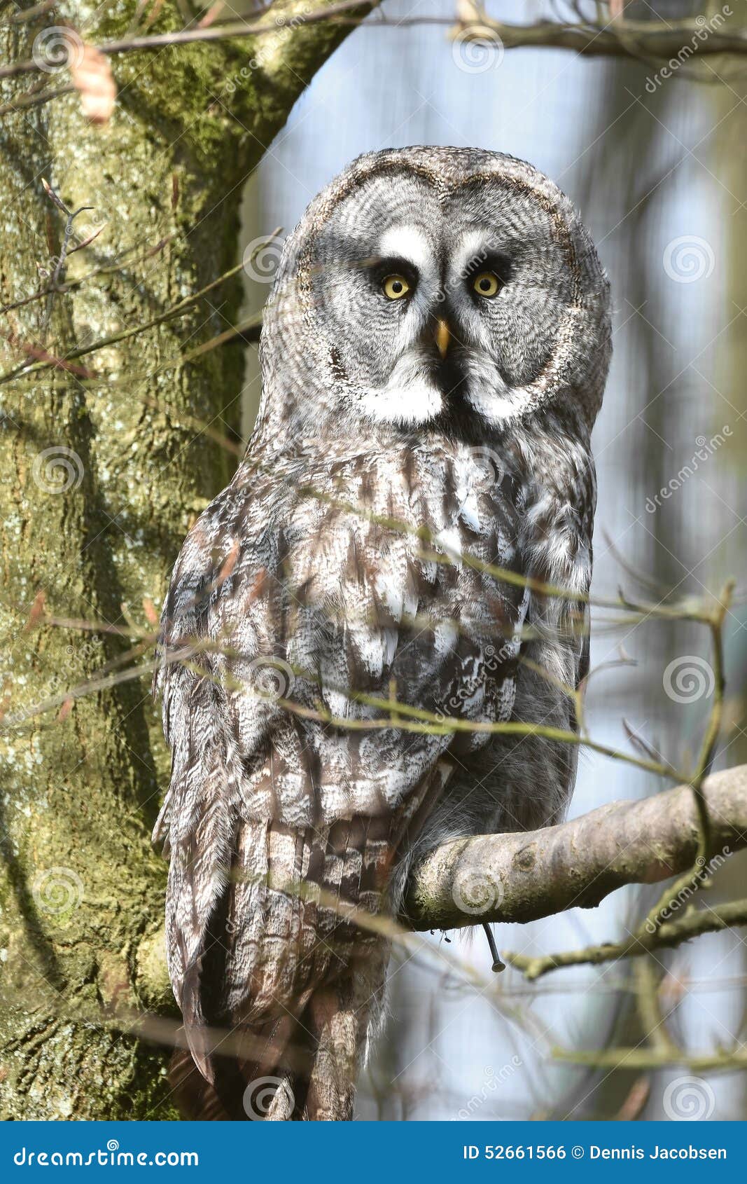 Buho De Gran Gris (nebulosa Del Strix) Foto de archivo - Imagen de buho ...