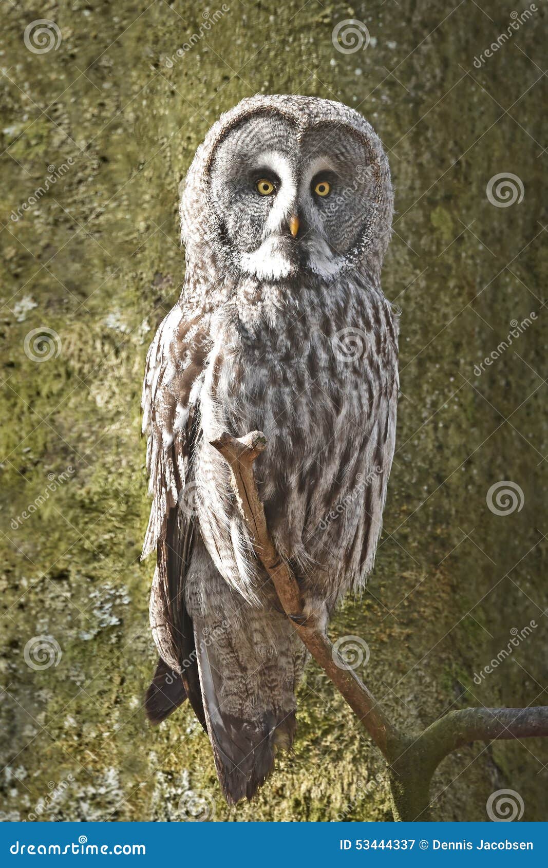 Buho De Gran Gris (nebulosa Del Strix) Imagen de archivo - Imagen de ...