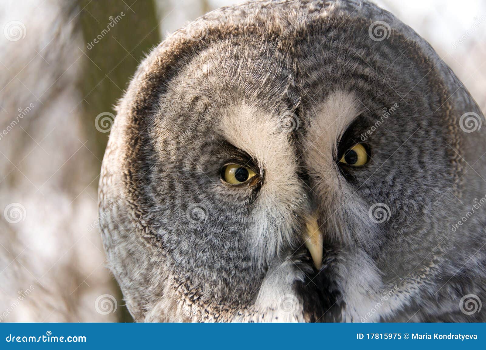 Buho De Gran Gris. Retrato. Imagen de archivo - Imagen de emplumado ...