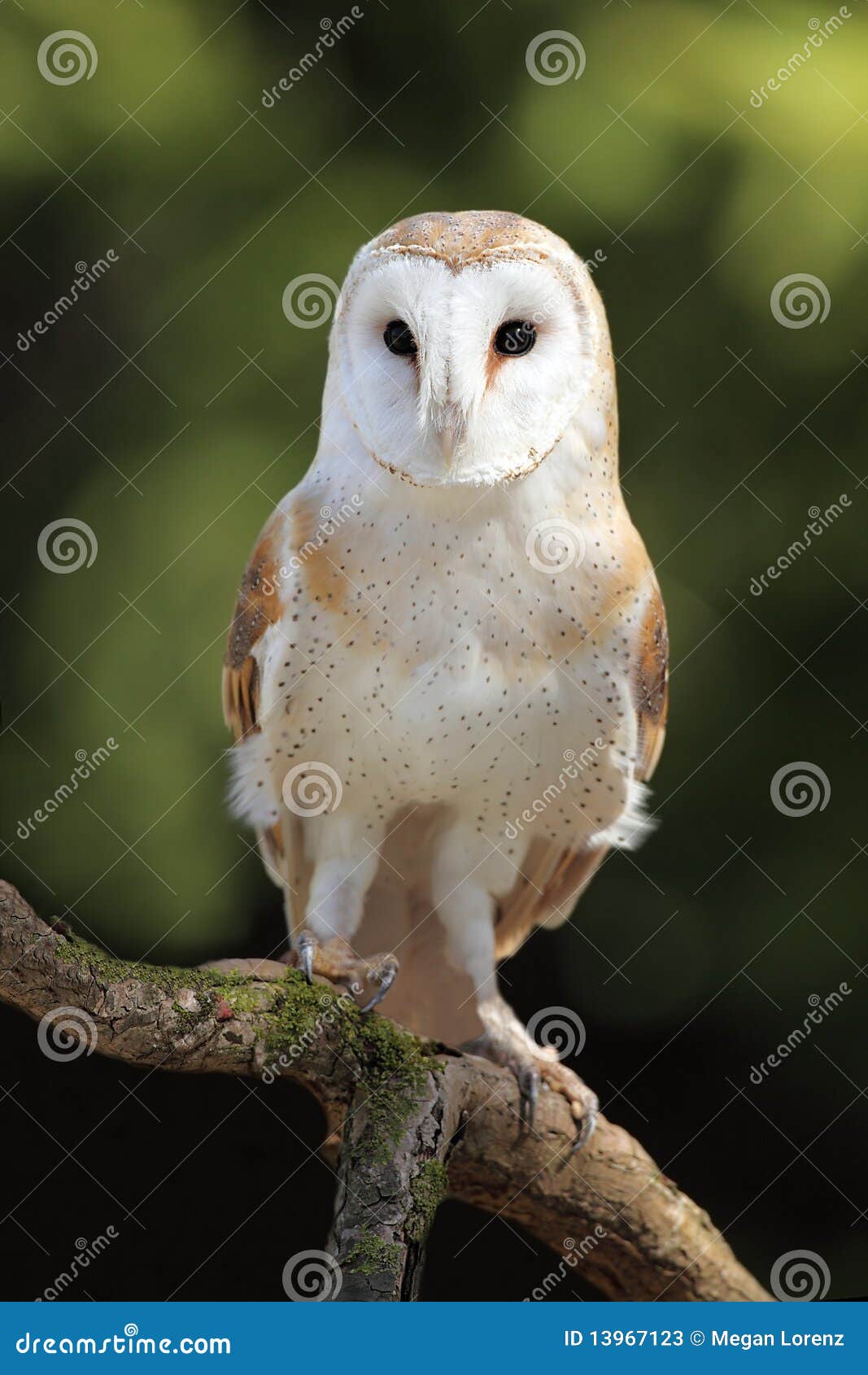 Buho de granero imagen de archivo. Imagen de granero - 13967123