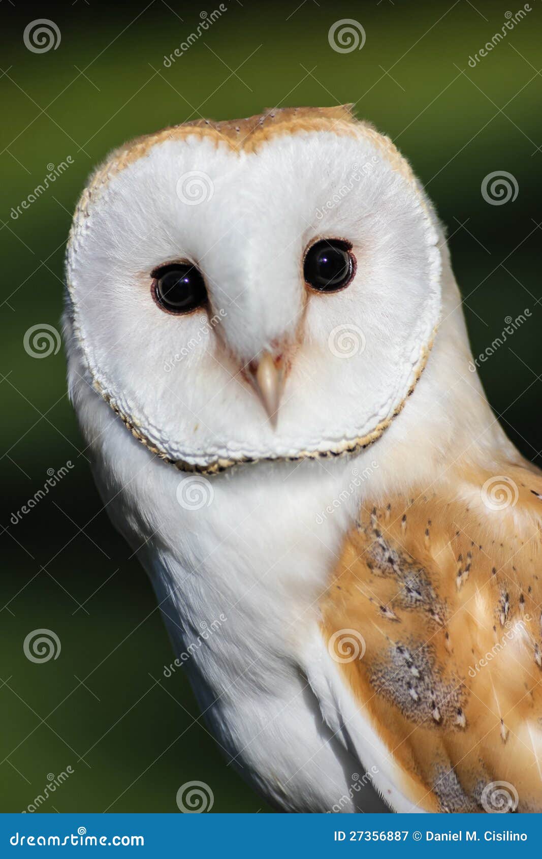 Buho De Granero O Buho De Granero Común Imagen de archivo - Imagen de ...