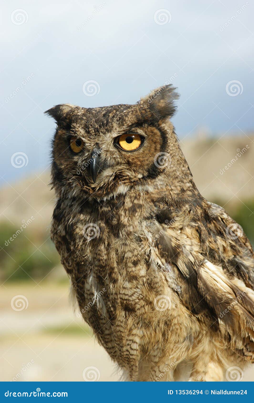 Buho de los Andes foto de archivo. Imagen de cazador - 13536294
